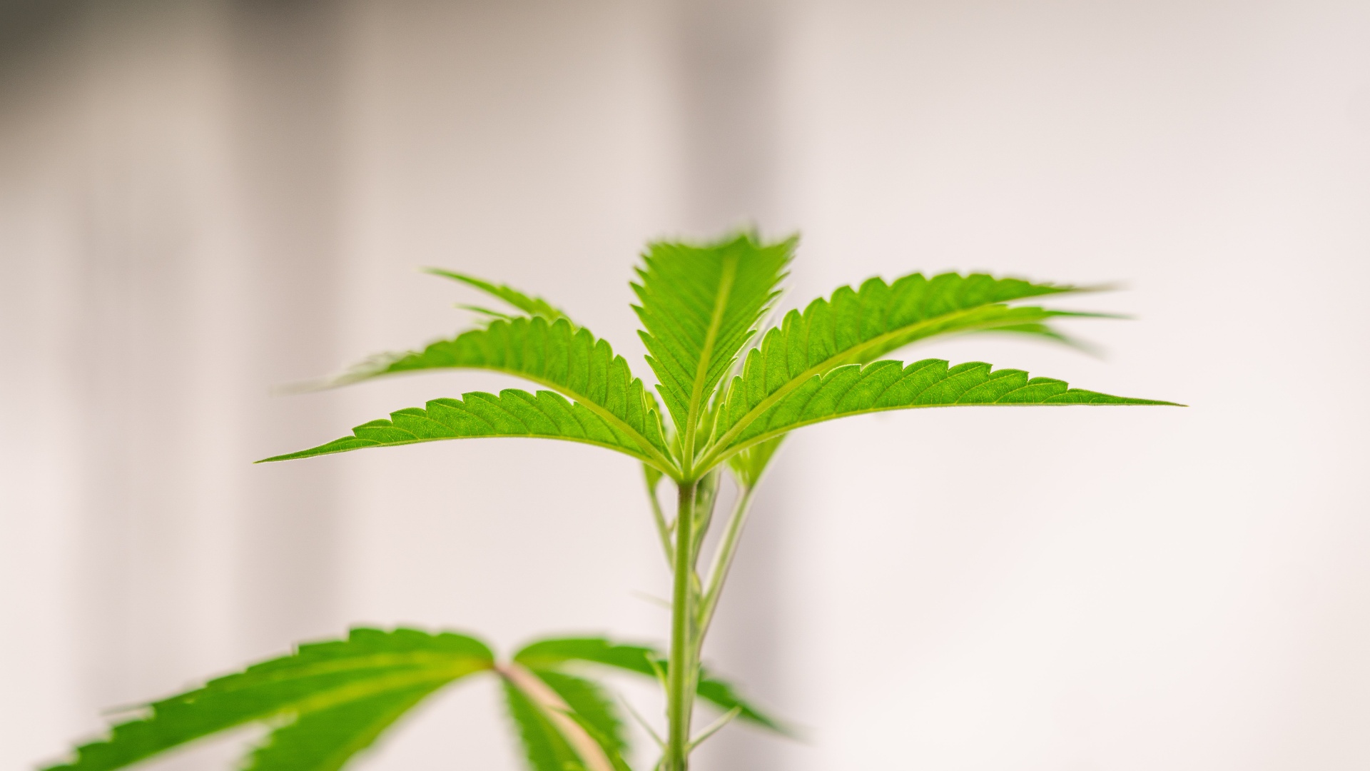 Discover CBD: Origins, Benefits & More | Happy Hemp Co